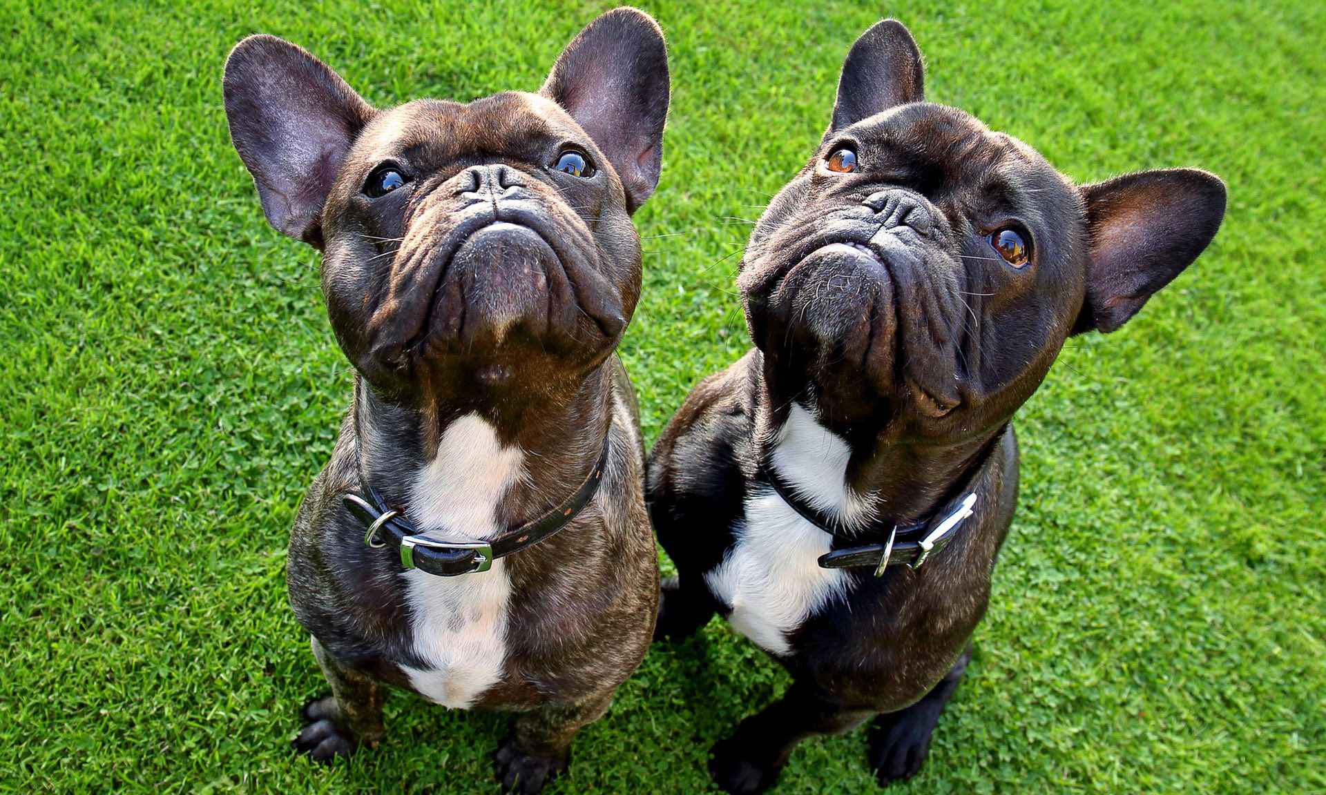 Britain’s most popular dog breed ( BULL dog )