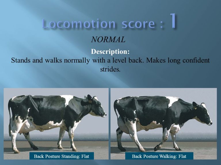 Locomotion Scoring Dairy Cattle