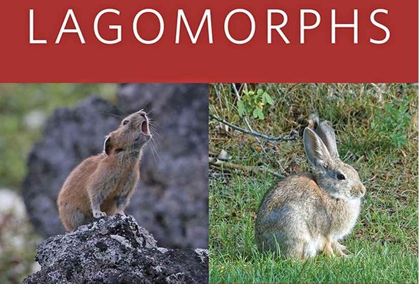 Lagomorphs Pikas, Rabbits, and Hares of the World PDF
