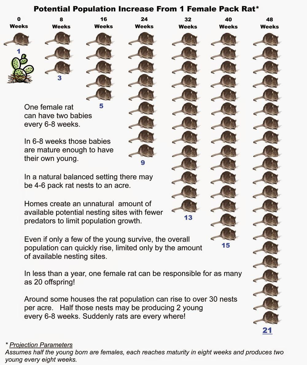 How to Control Commensally Rodents in Poultry Houses